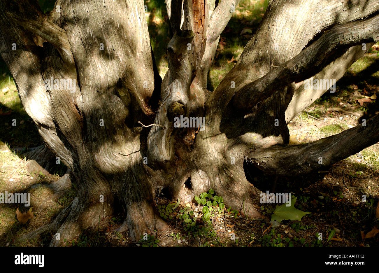 Chinese Arborvitae, Thuja orientalis Stock Photo - Alamy