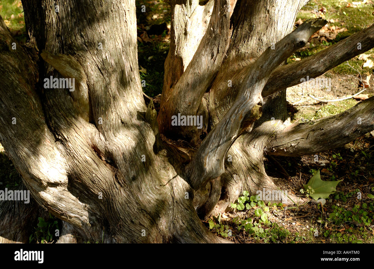 Chinese Arborvitae, Thuja orientalis Stock Photo - Alamy