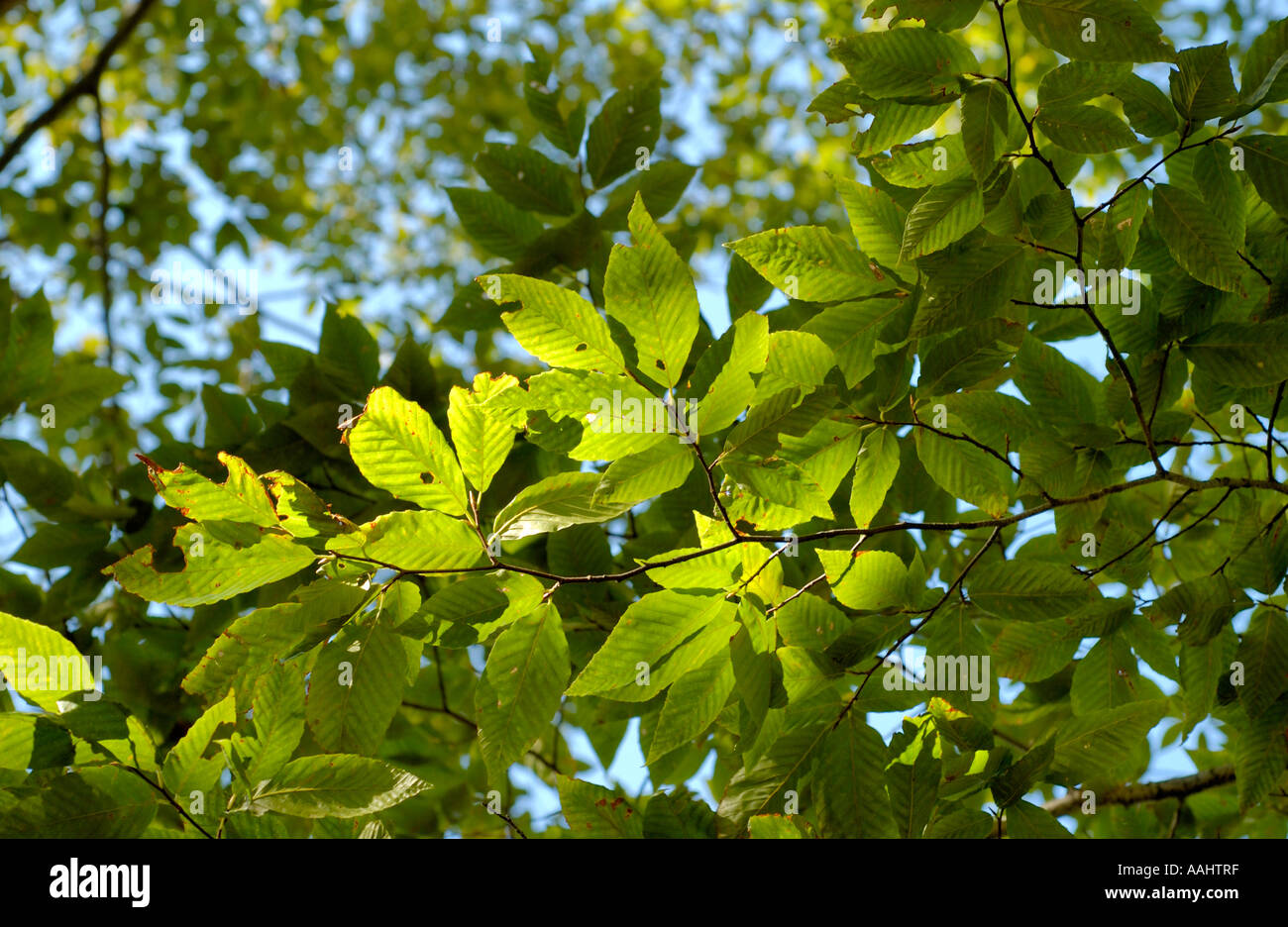 American beech hi-res stock photography and images - Alamy