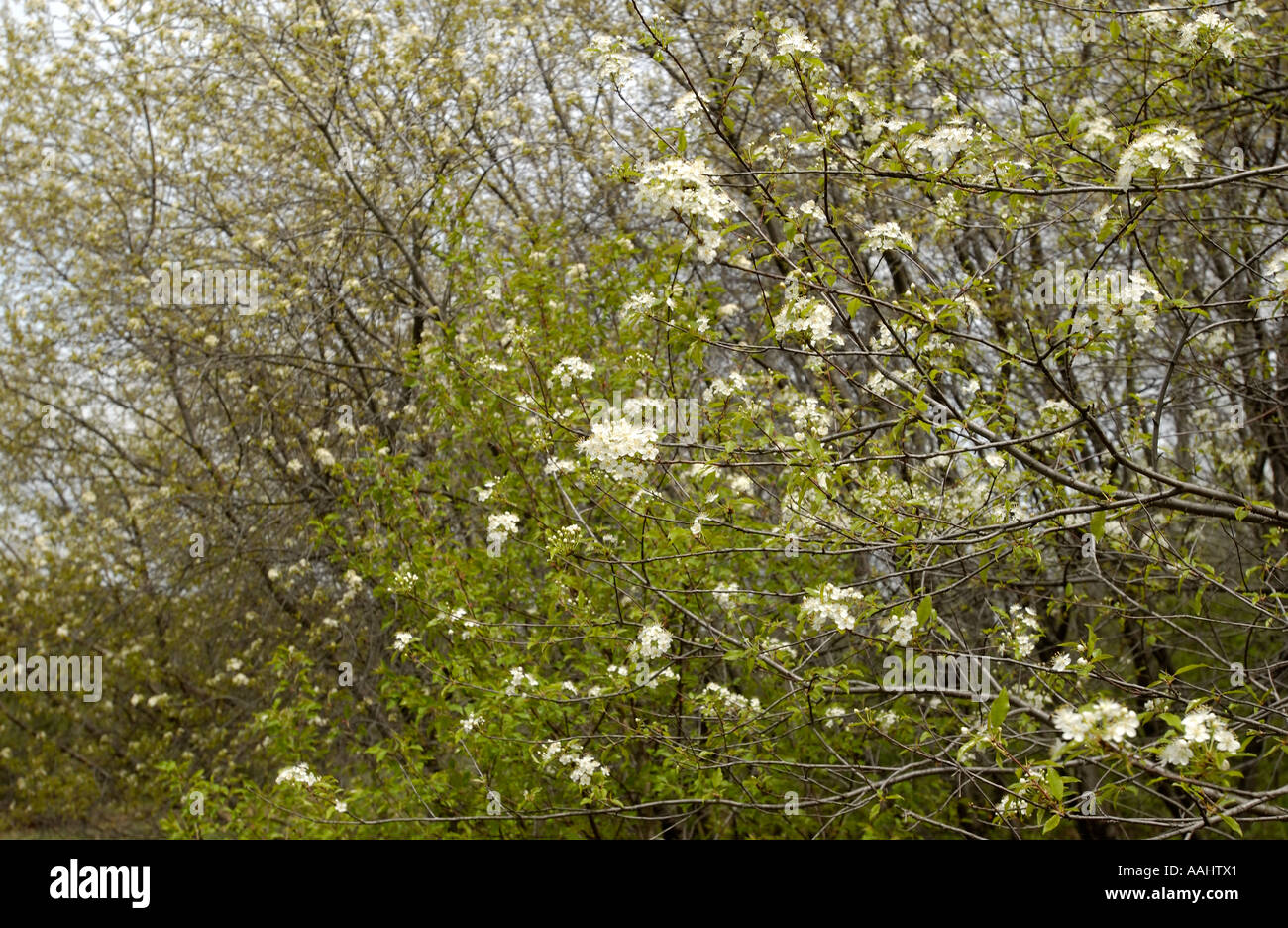 Pin Cherry, Prunus pensylvanica Stock Photo - Alamy