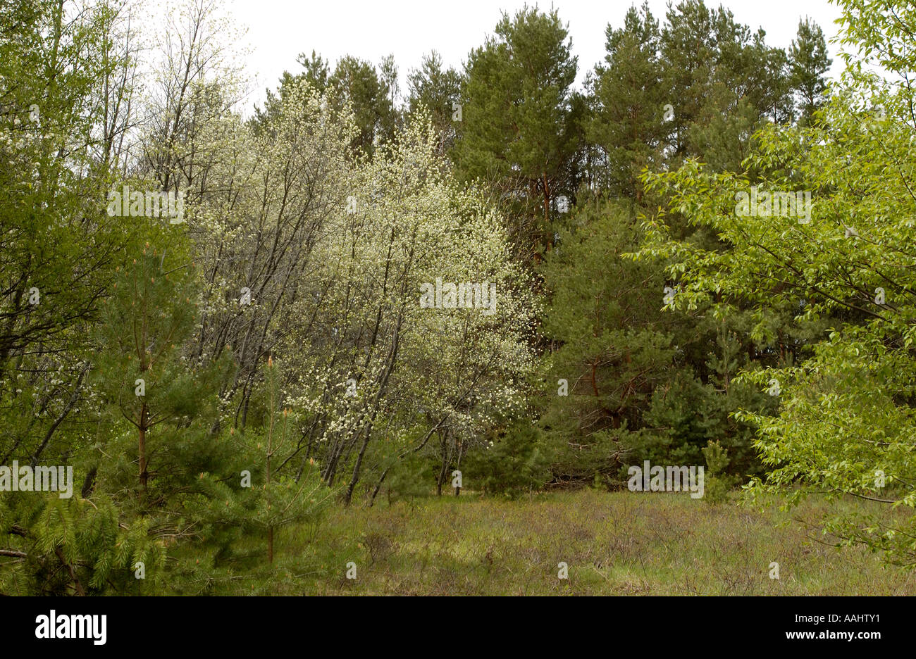 Pin Cherry, Prunus pensylvanica Stock Photo - Alamy