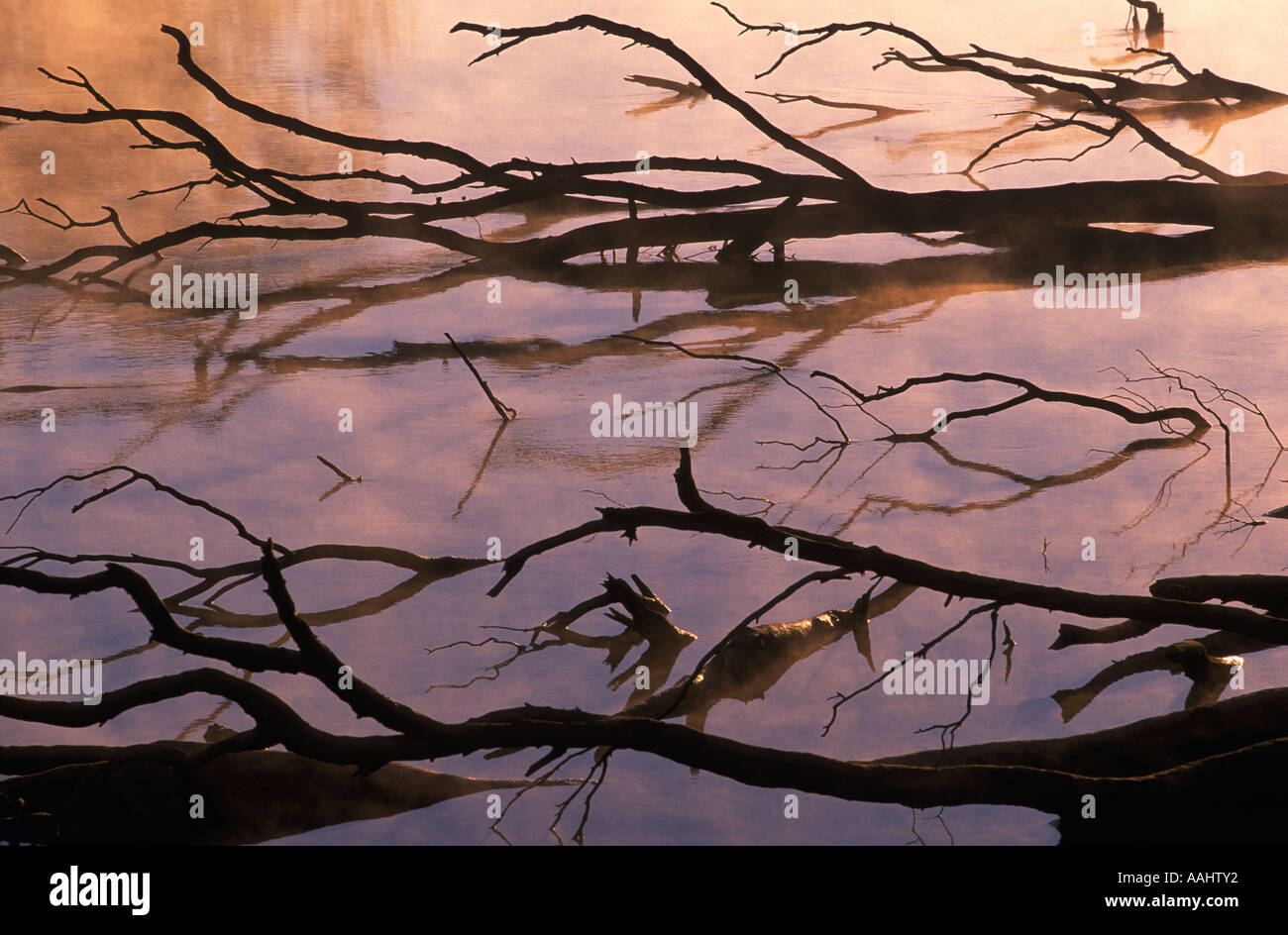 Snags in river water early hi-res stock photography and images - Alamy