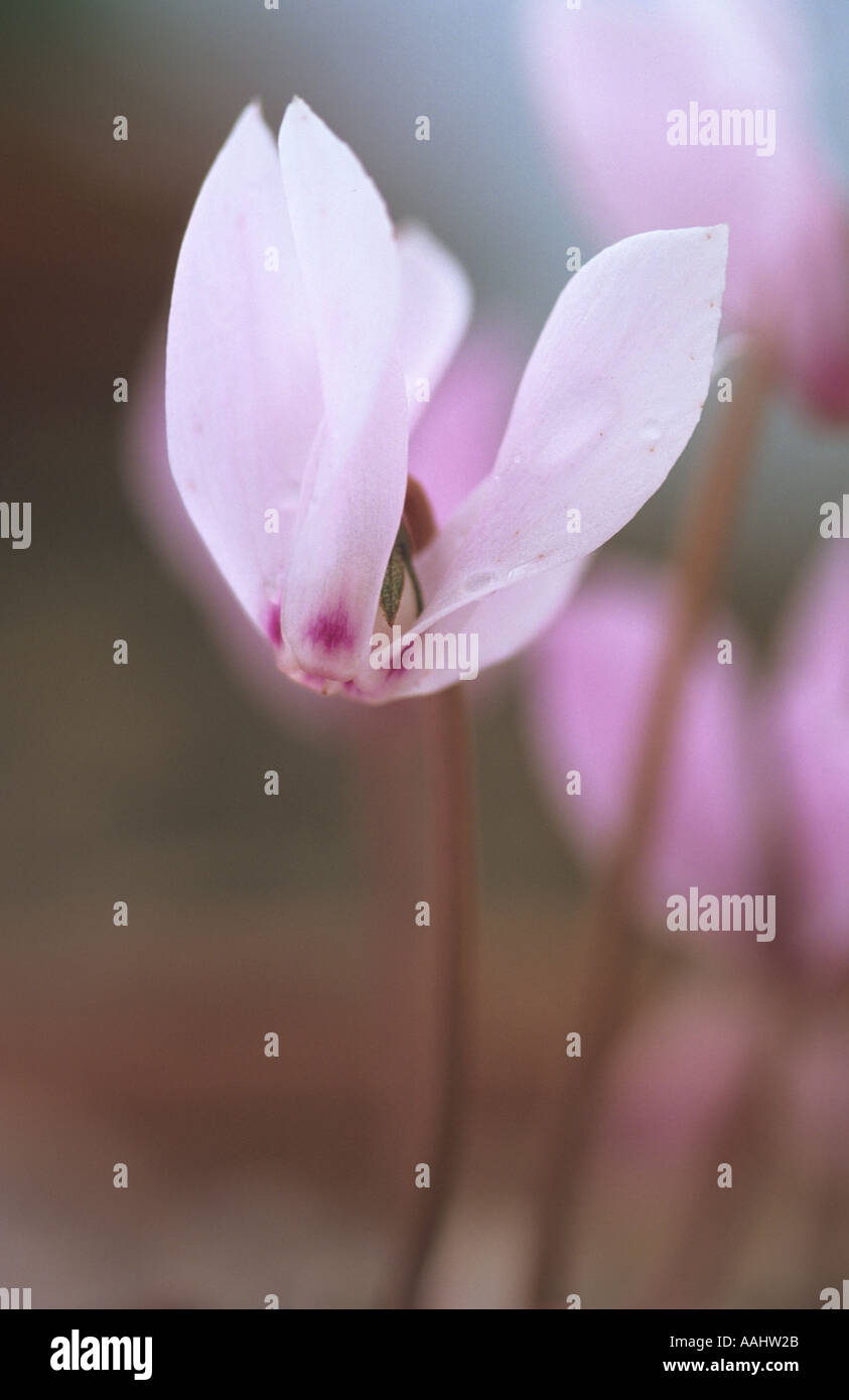 Cilicium hi-res stock photography and images - Alamy