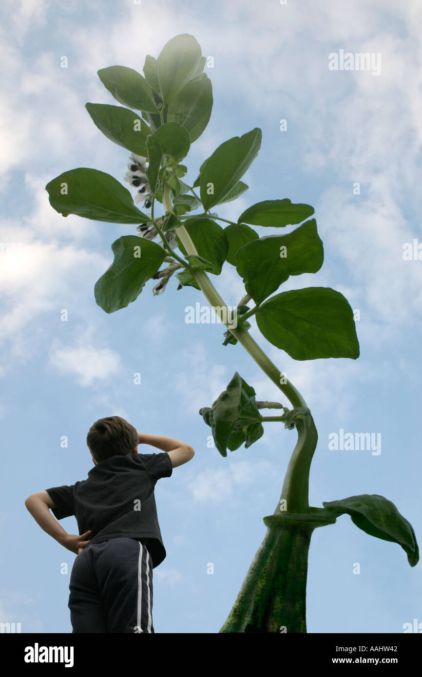Jack and the Beanstalk Stock Photo - Alamy