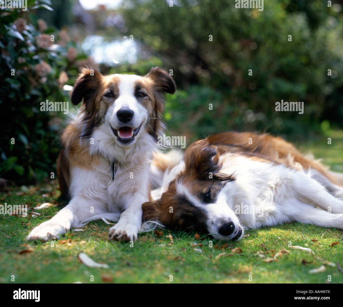 Welsh Sheepdog High Resolution Stock Photography and Images - Alamy
