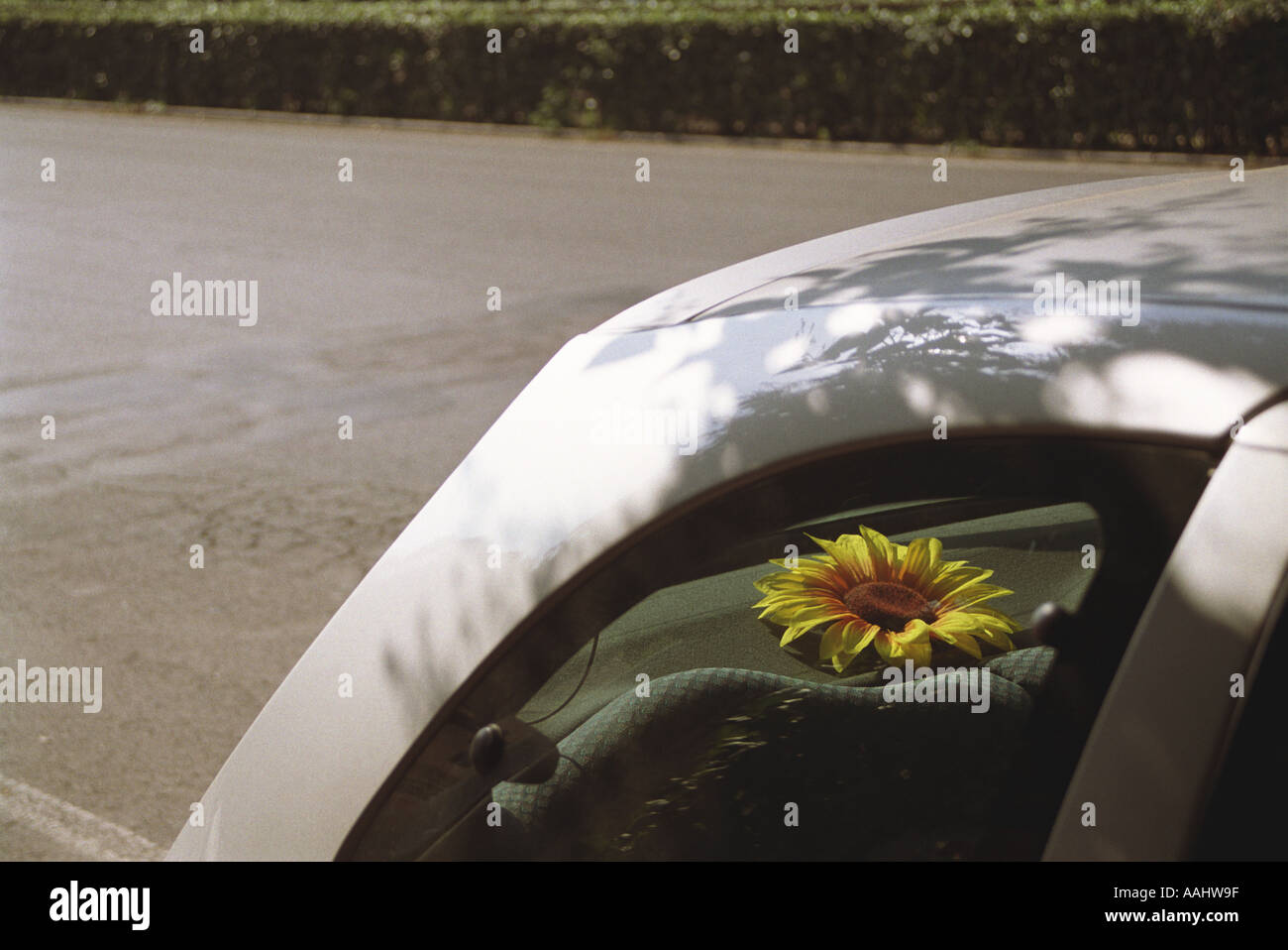 sunflower in the back window of a parked car Stock Photo - Alamy