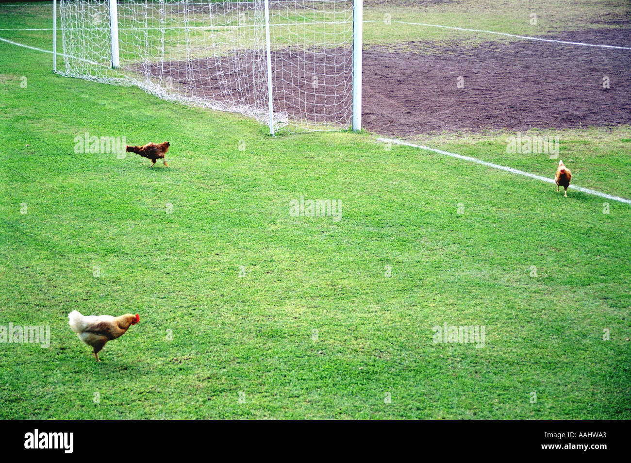 three hens behind goal posts on football field Stock Photo - Alamy
