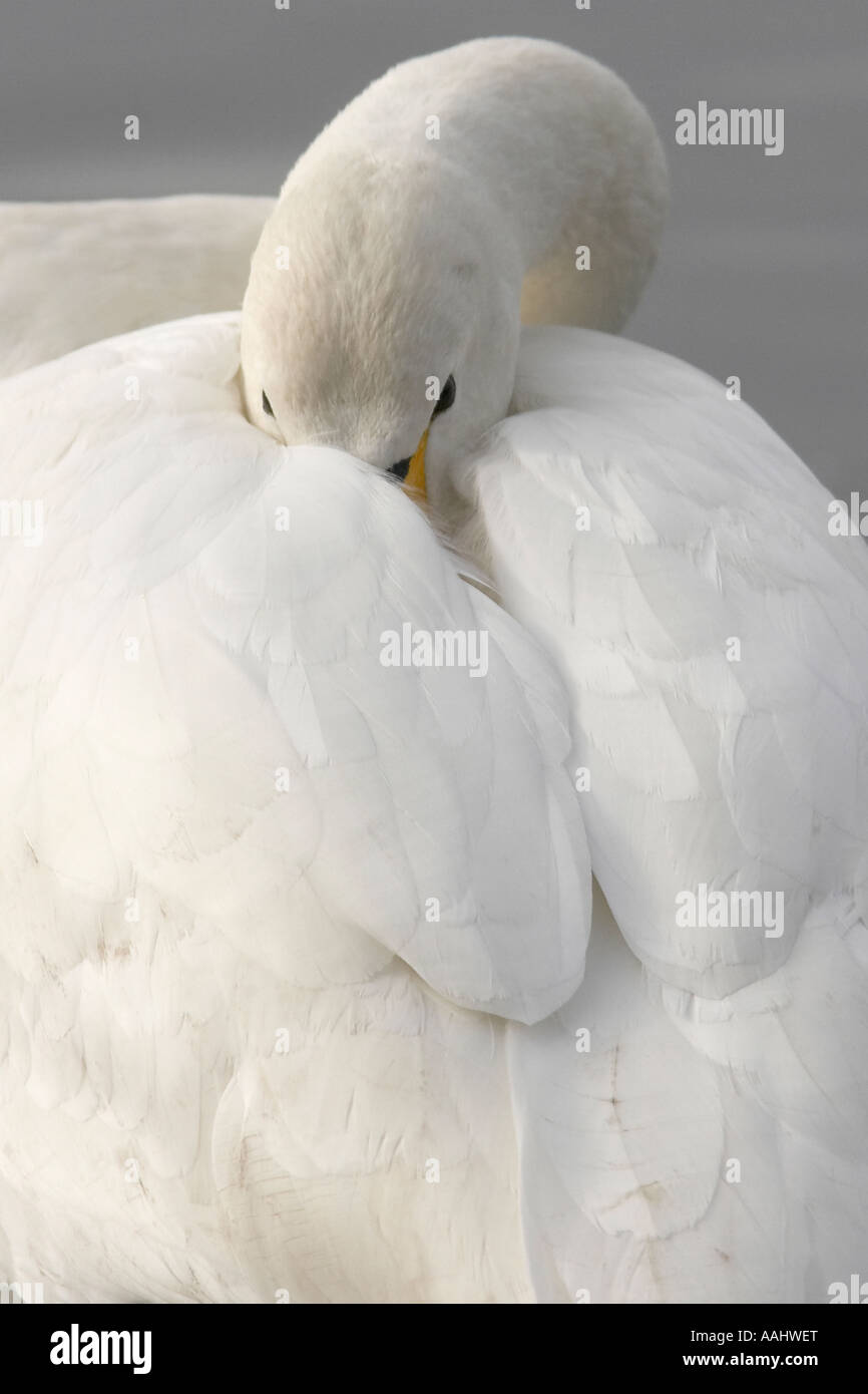 Swan sleeping position hi-res stock photography and images - Alamy