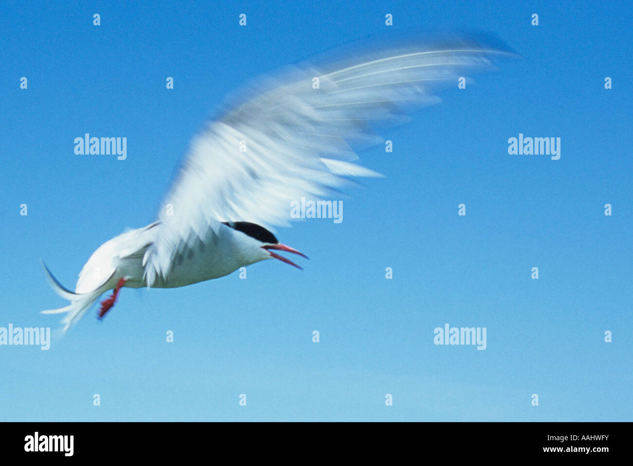 Adult of Arctic Tern, Sterna paradisaea, flying against blue sky with ...