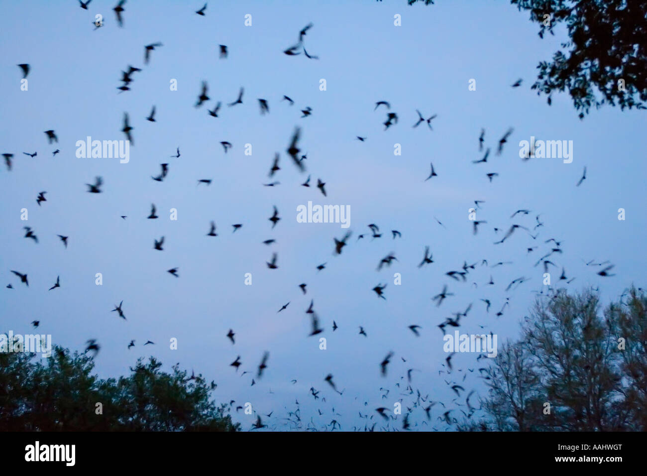 Mexican freetail bats hi-res stock photography and images - Alamy