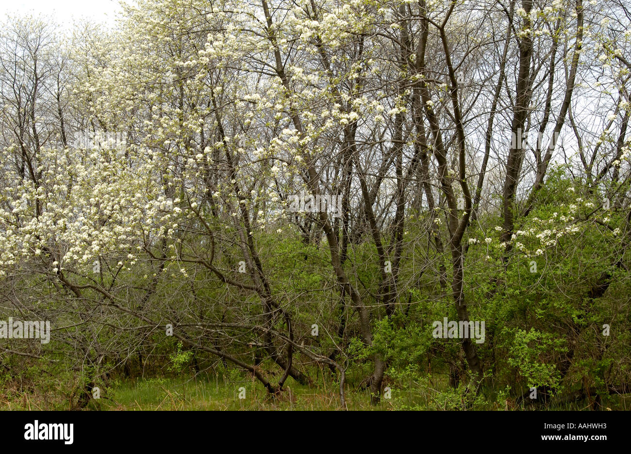 Prunus pensylvanica hi-res stock photography and images - Alamy