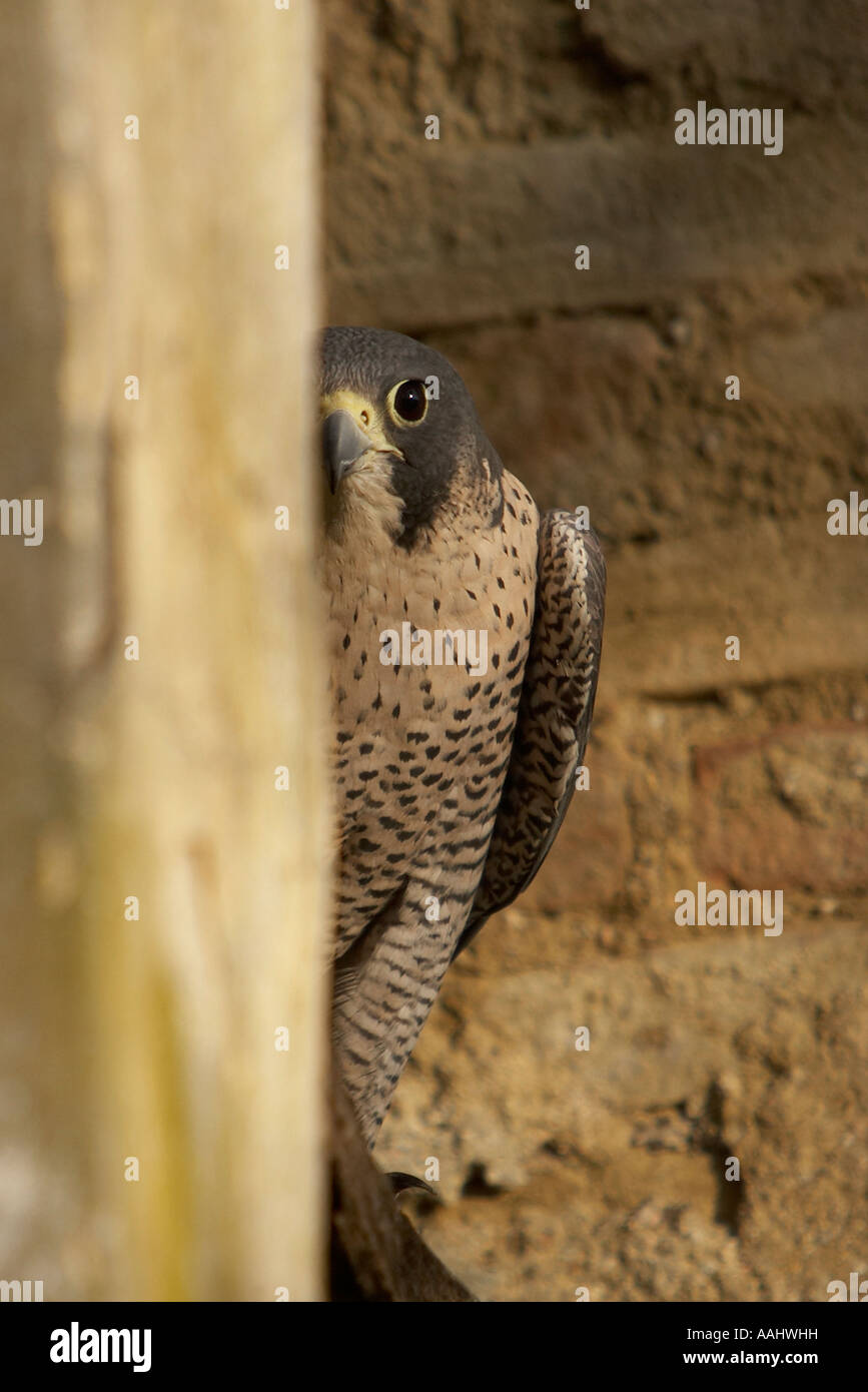 Adult of Peregrine falcon, Falco peregrinus, stands up on a wooden beam ...