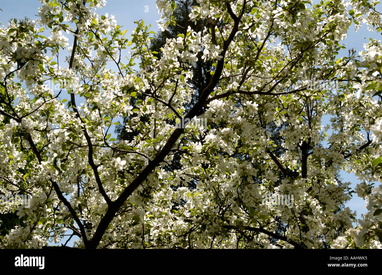 Flowering Crabapple, Malus spp Stock Photo - Alamy