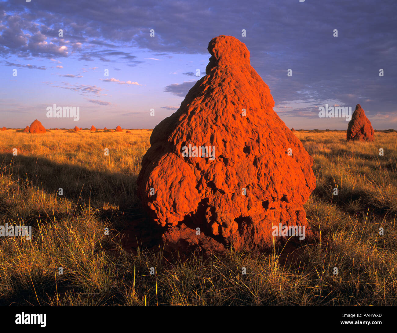 Termite tower hi-res stock photography and images - Alamy