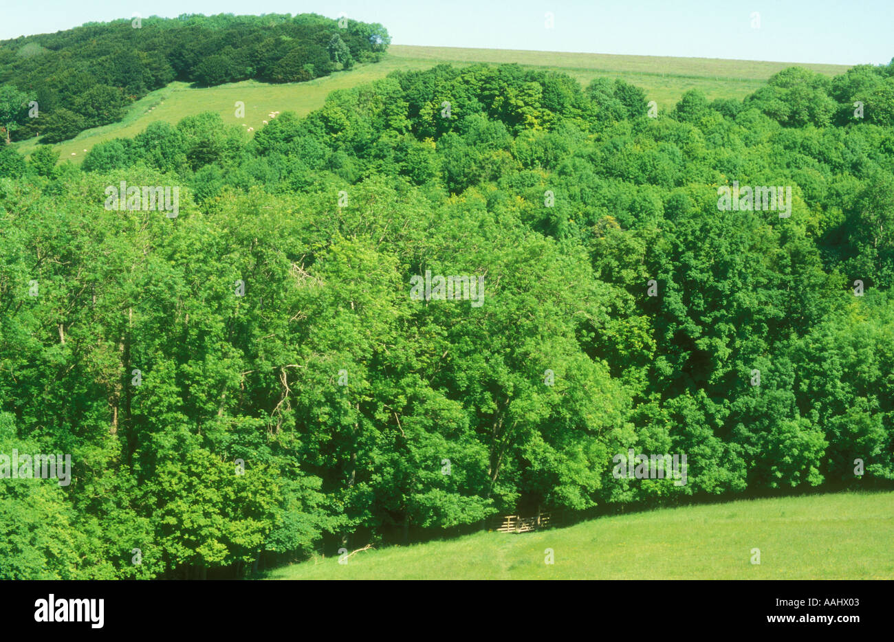Yew wood hi-res stock photography and images - Alamy