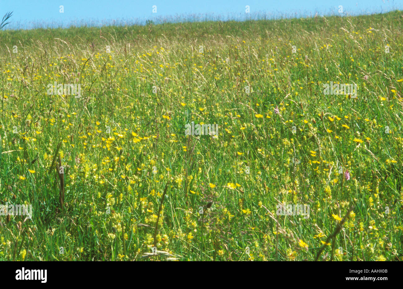 Mixed vegetation of chalk downland Stock Photo - Alamy