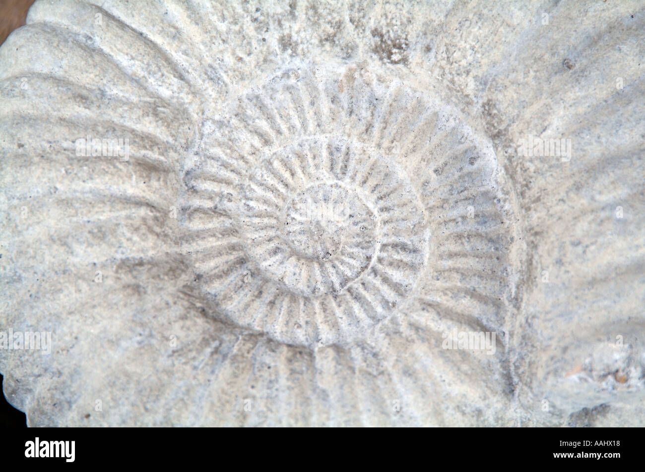 fossil stone old age fossilised material palaeontology palaeontologist ...