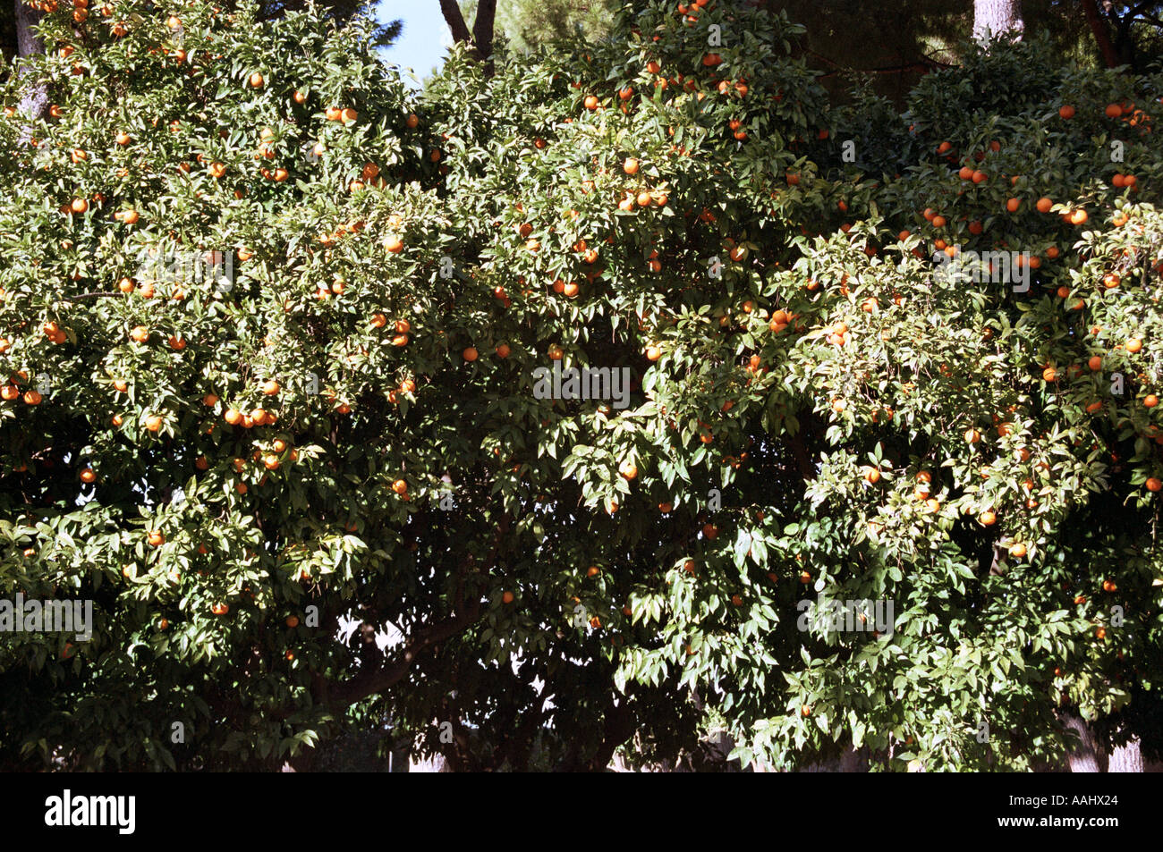 orange trees in giardino degli aranci rome Stock Photo - Alamy