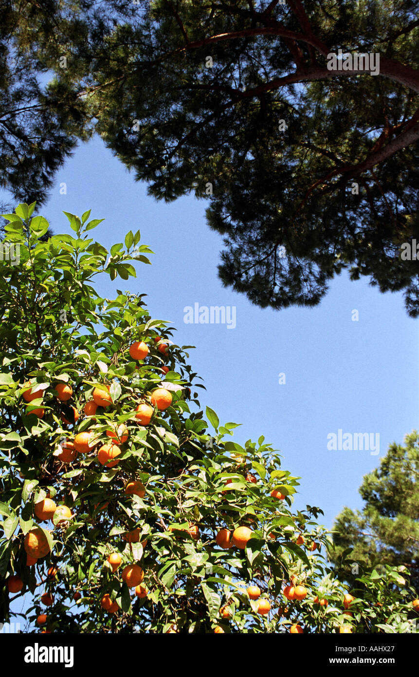 orange trees in giardino degli aranci rome Stock Photo - Alamy