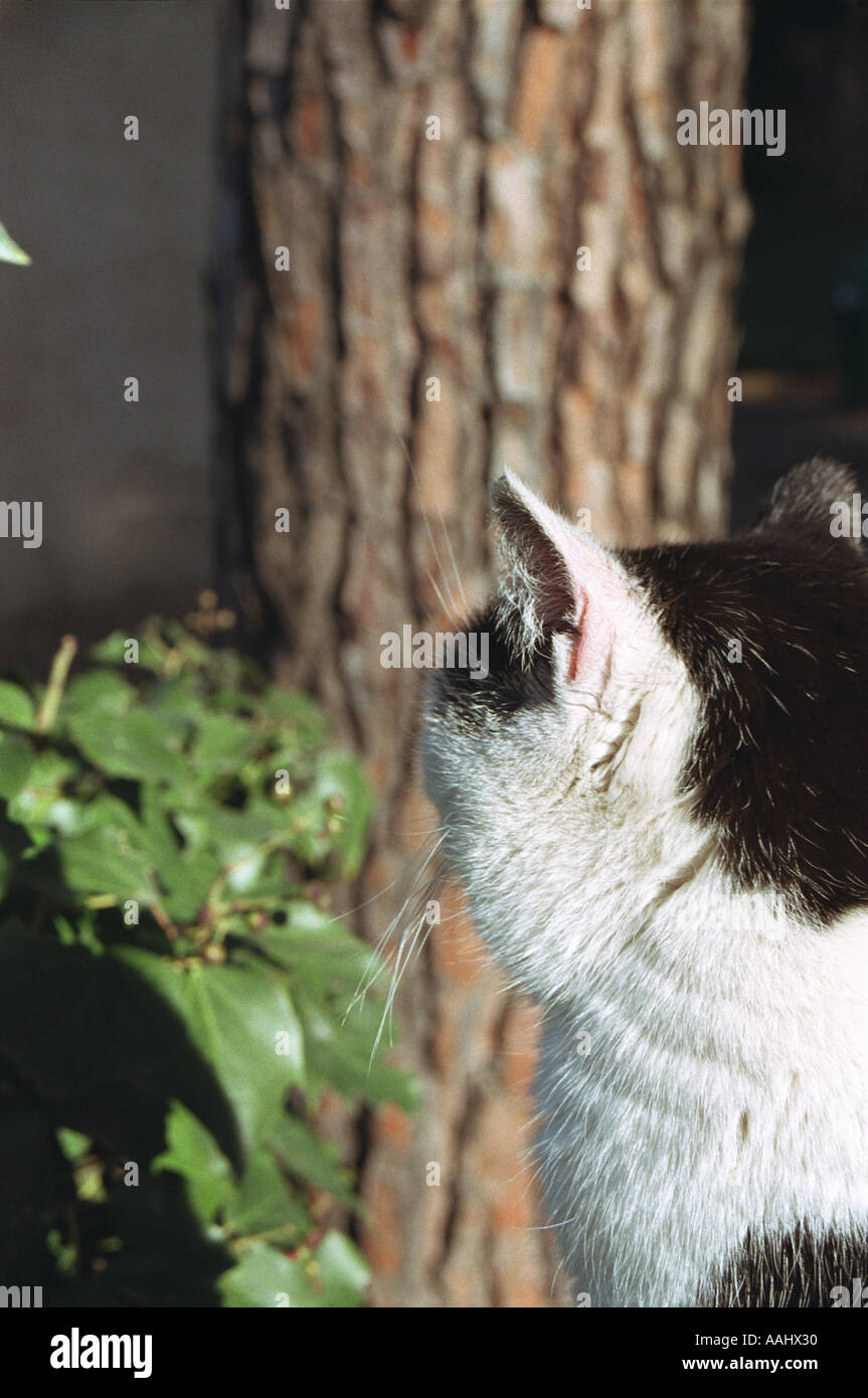 rear view of cat looking out Stock Photo - Alamy