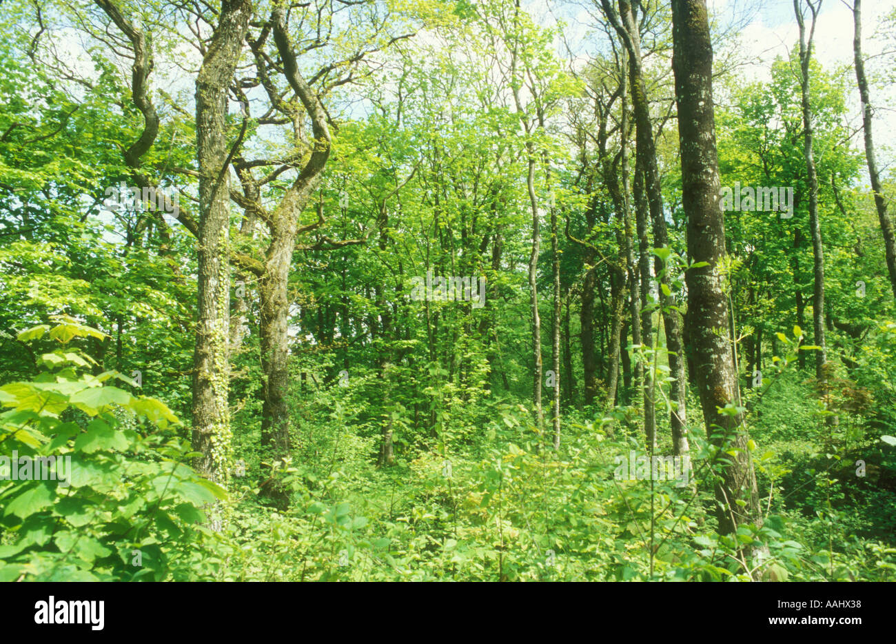 Mixed Woodland habitat landscape Stock Photo - Alamy