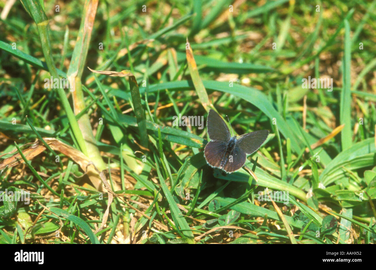 Small or Little Blue Butterfly female Stock Photo - Alamy