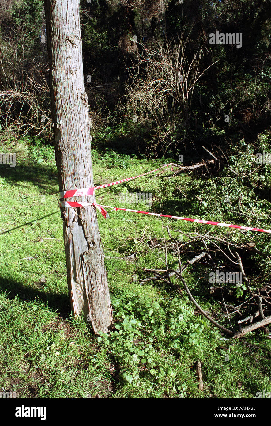 area cordoned off with tape in woods Stock Photo - Alamy