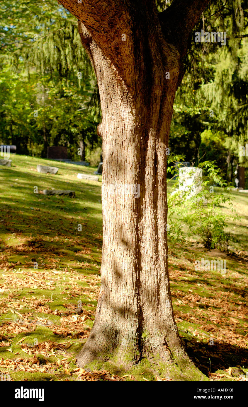 Eastern Hophornbeam or Ironwood, Ostrya virginiana Stock Photo - Alamy