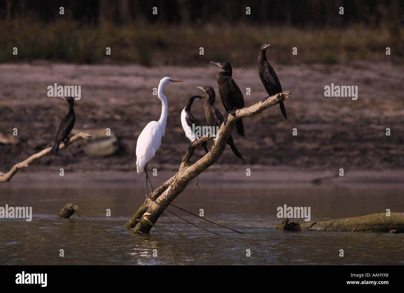 Waterbirds roosting on snag Murray River Barmah Forest Victoria ...