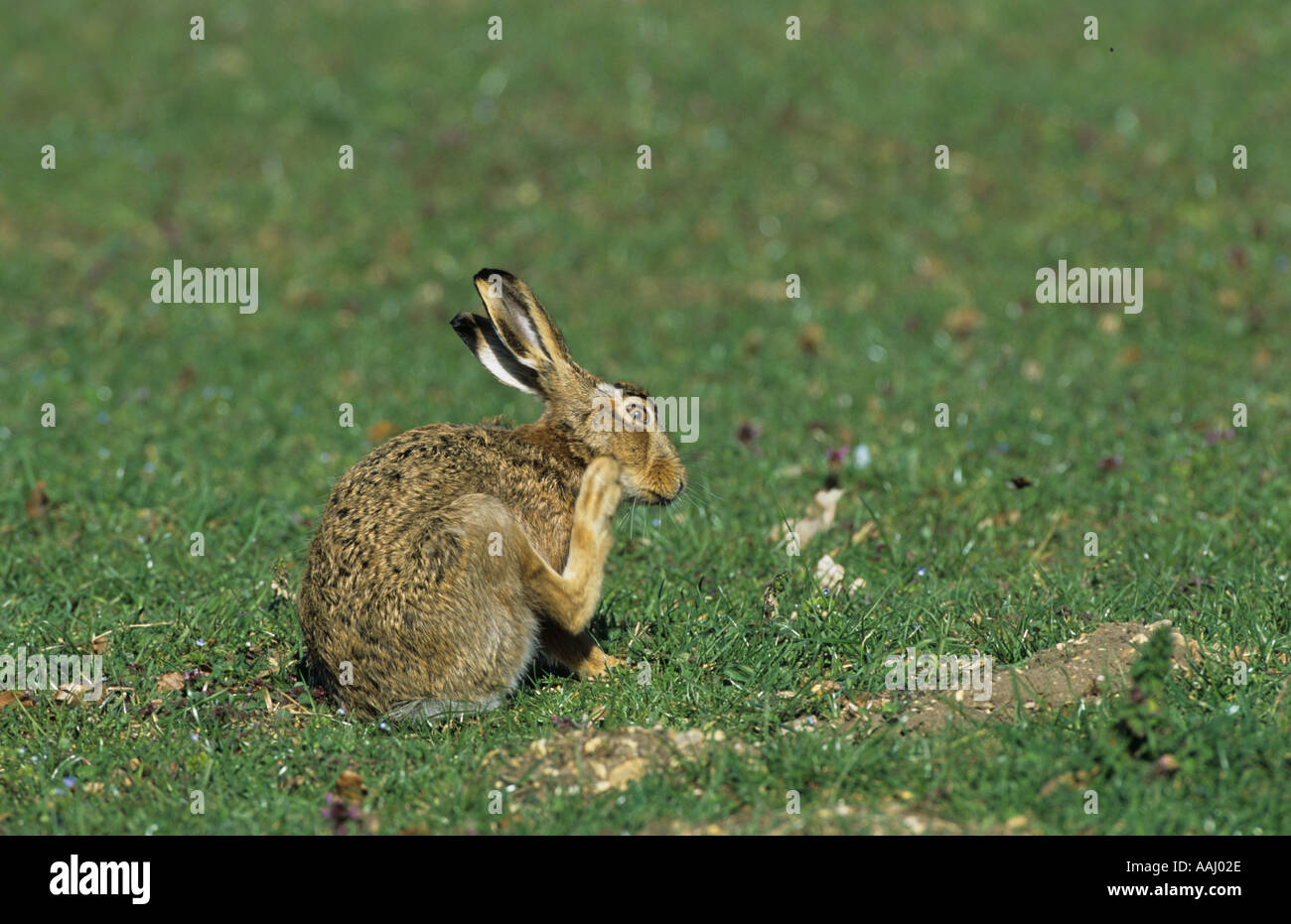 Hare scratching hi-res stock photography and images - Alamy
