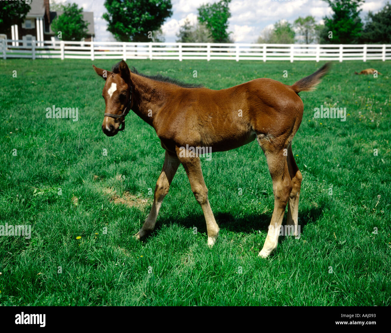 Lexington racehorse hi-res stock photography and images - Alamy