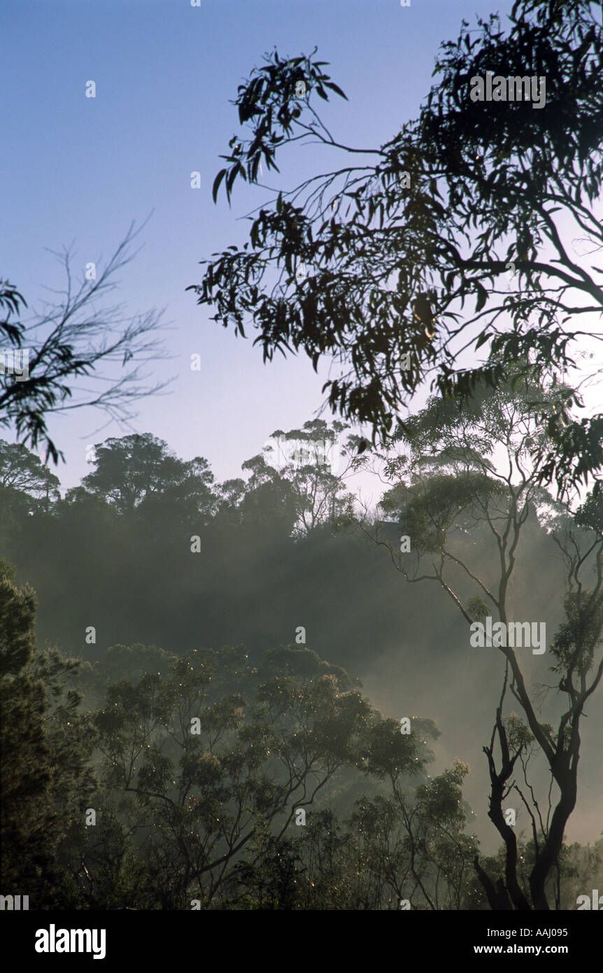 Eucalyptus trees in the morning light Australia Stock Photo - Alamy