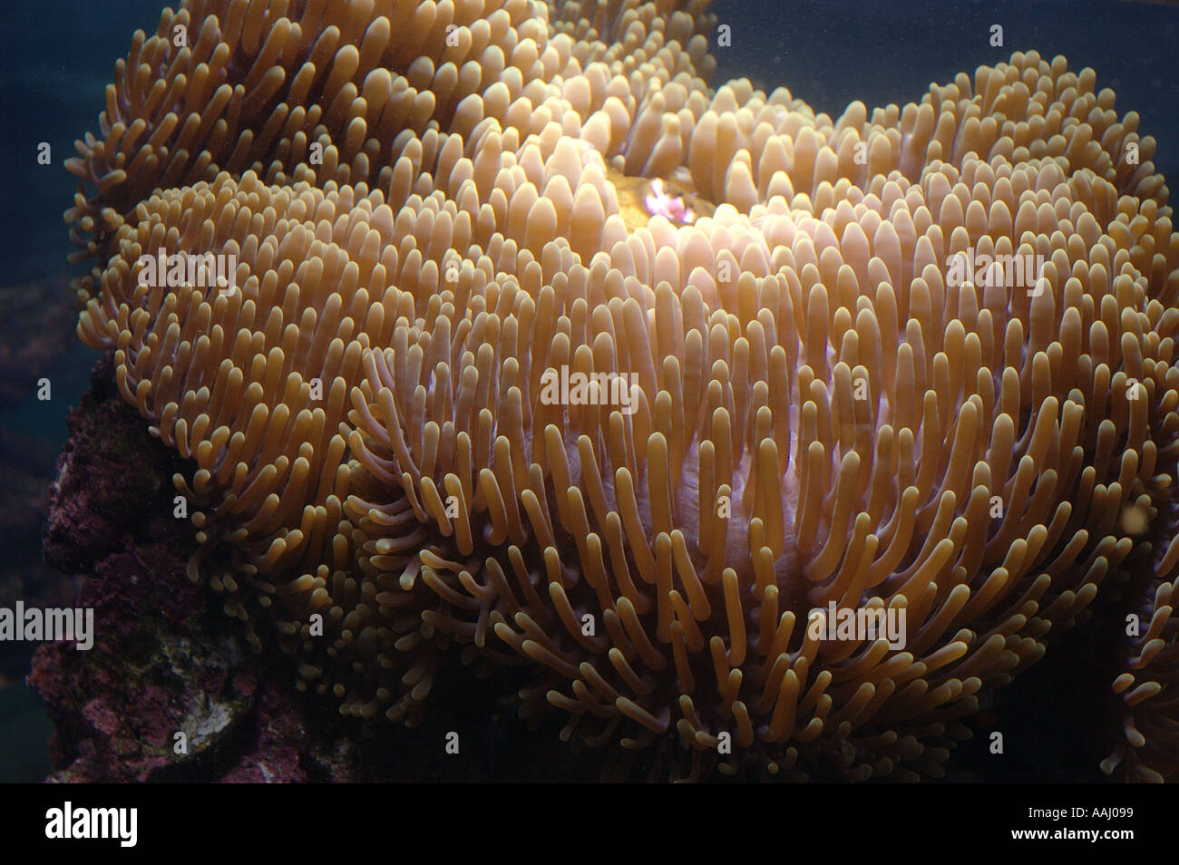 Mouth of stinging SEA ANEMONE great barrier reef Queensland Australia ...