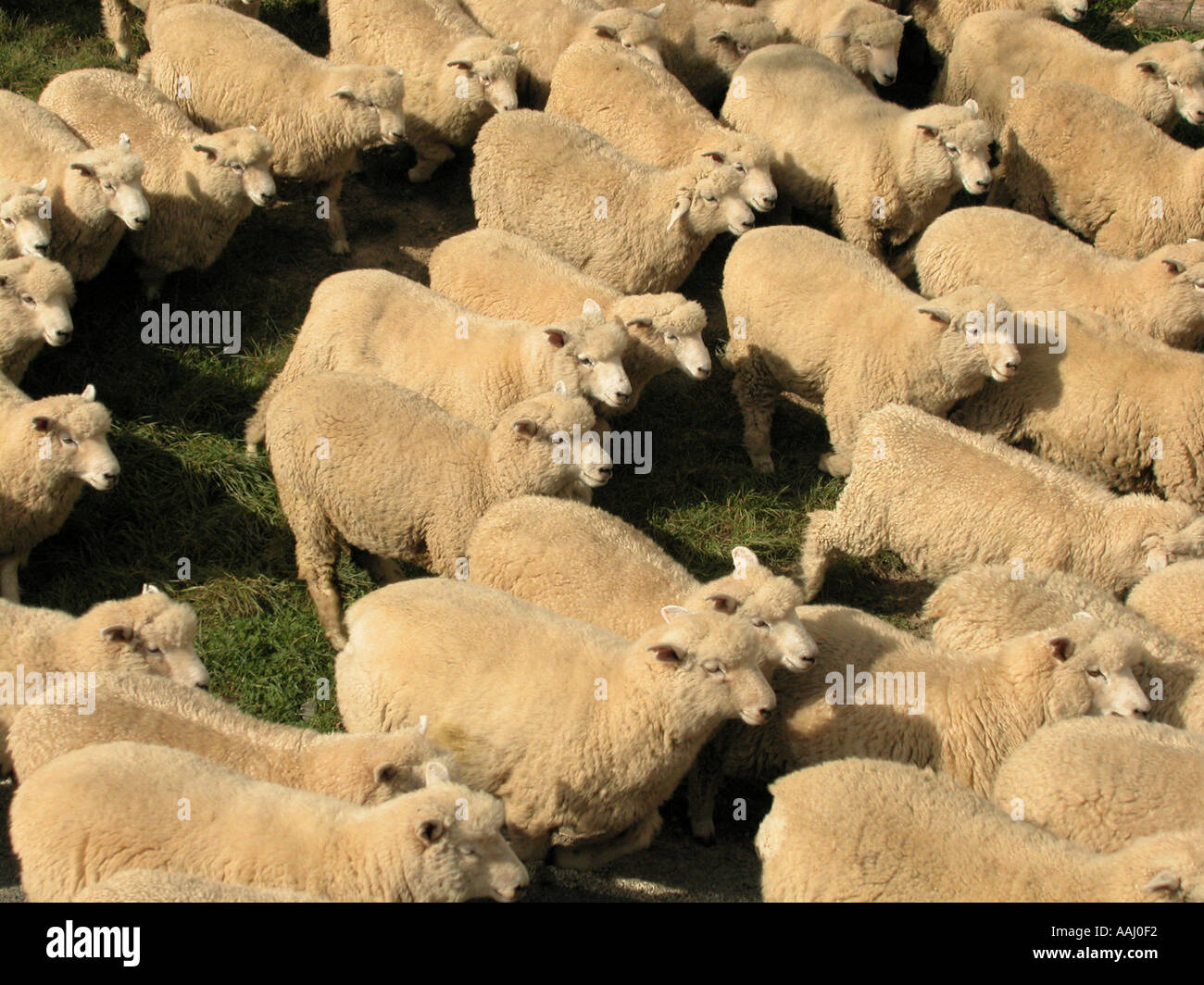 rounding up a flock of sheep new zealand Stock Photo - Alamy