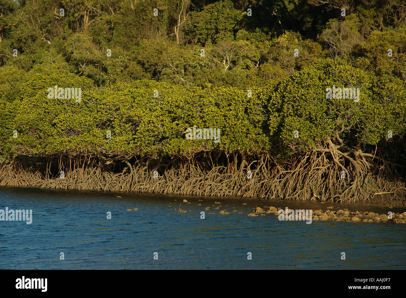 fringing mangrove swamp at low tide tropical north Queensland Australia ...