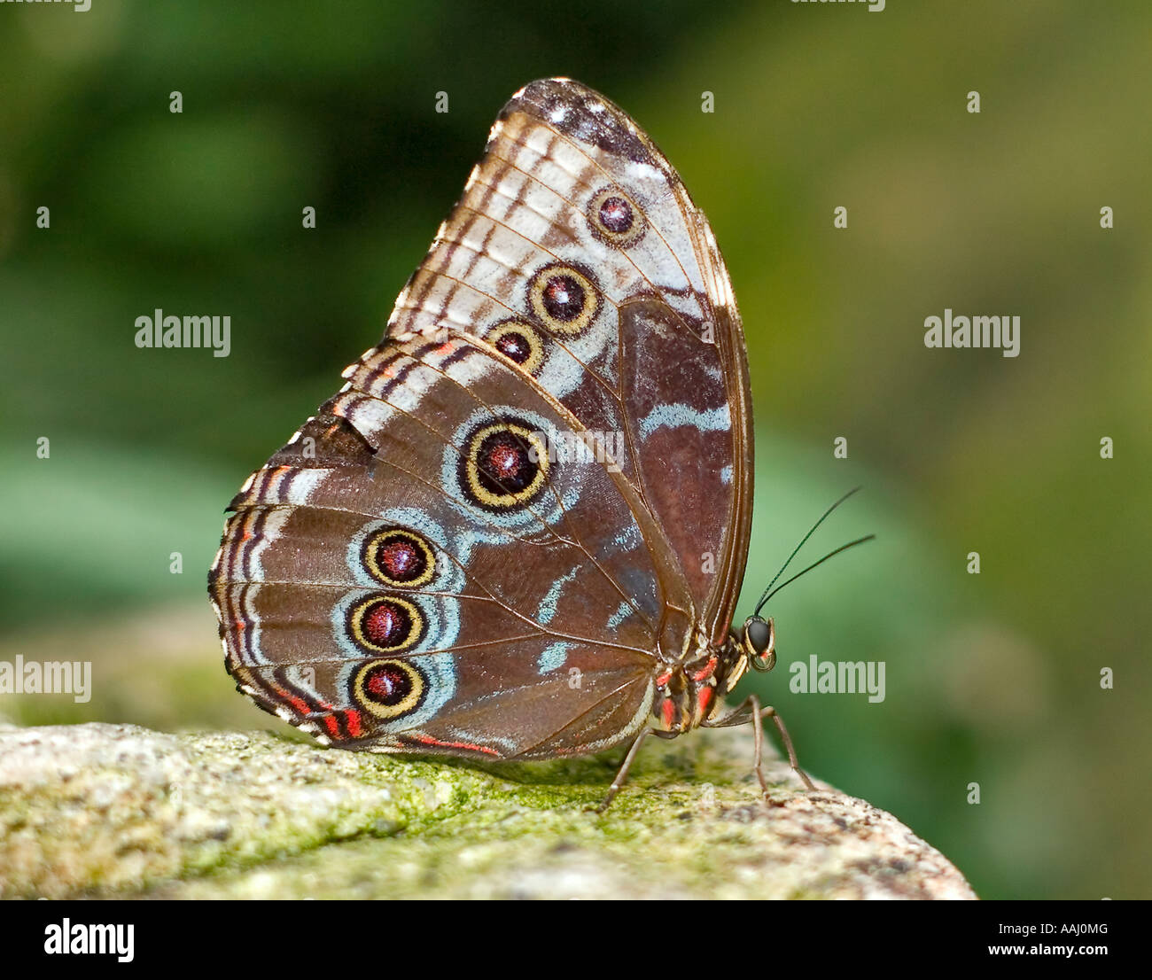 Common Blue Morpho butterfly, morpho peleides Stock Photo - Alamy