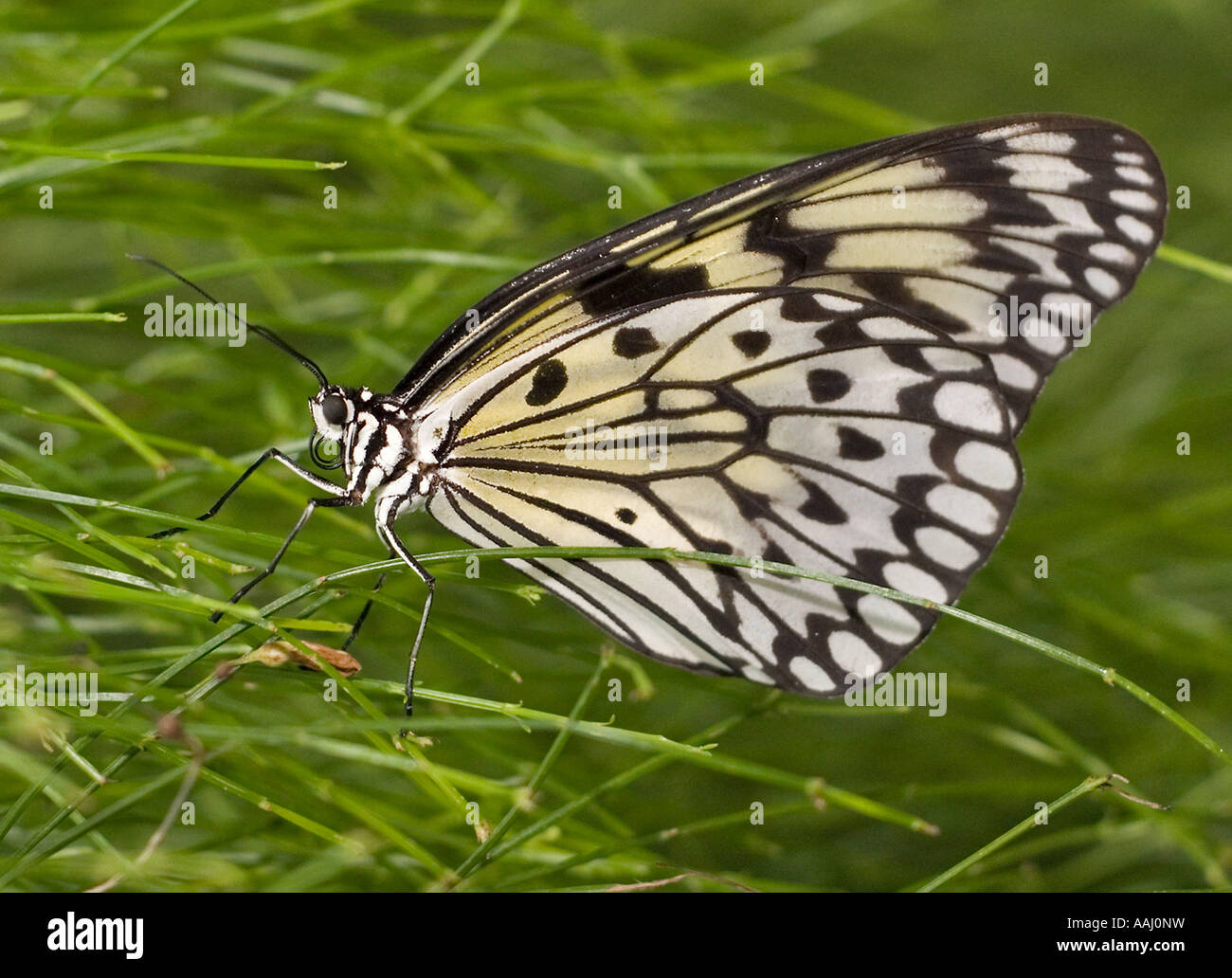 Paper Kite butterfly, idea leuconoe Stock Photo - Alamy