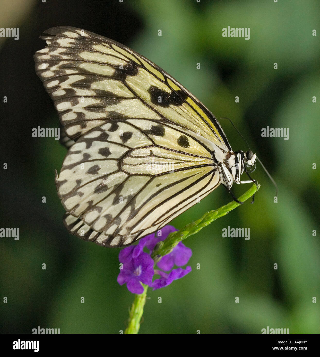 Paper Kite butterfly (idea leuconoe) with purple flower Stock Photo - Alamy