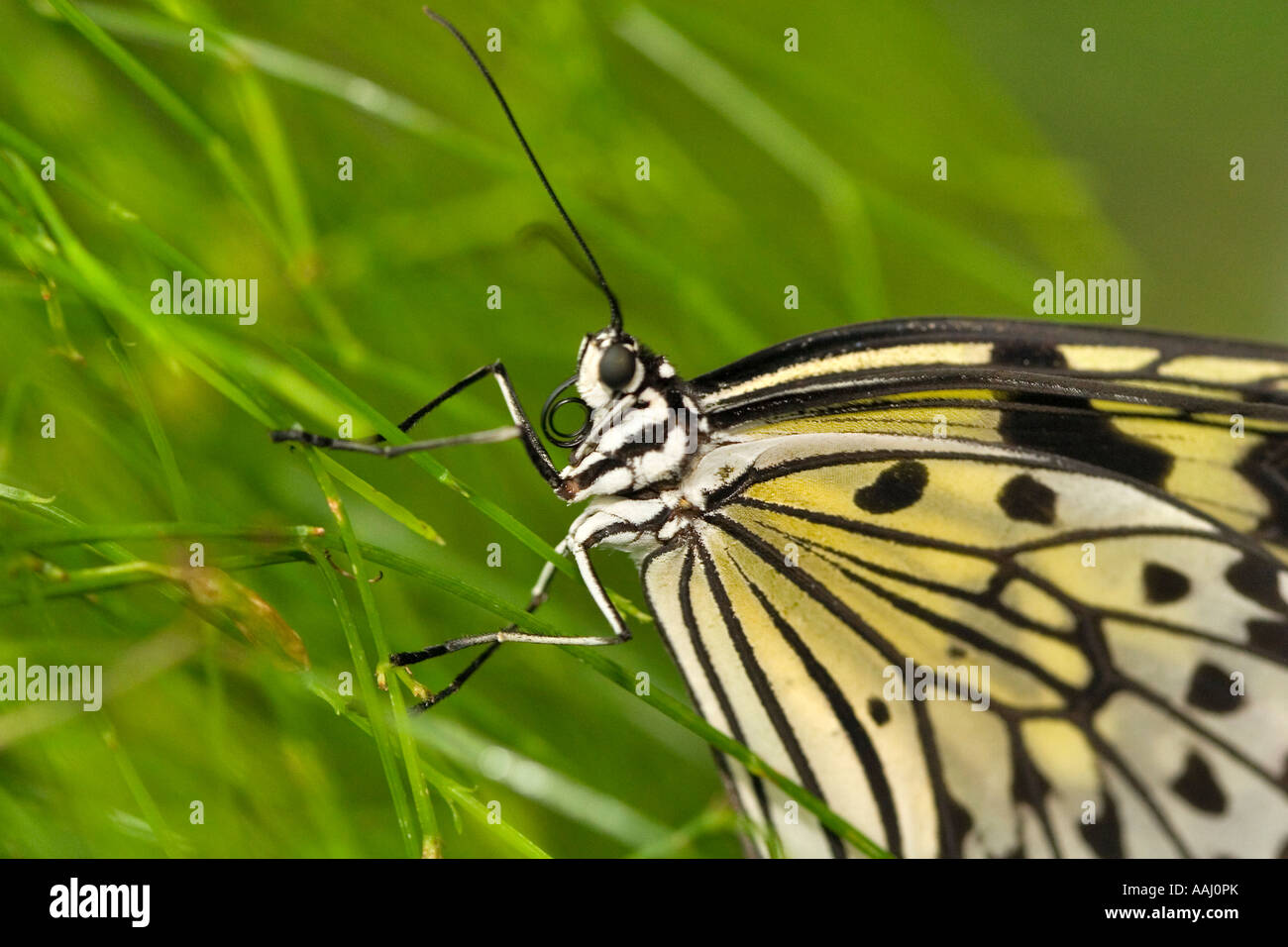 Paper Kite (idea leuconoe) butterfly Stock Photo - Alamy