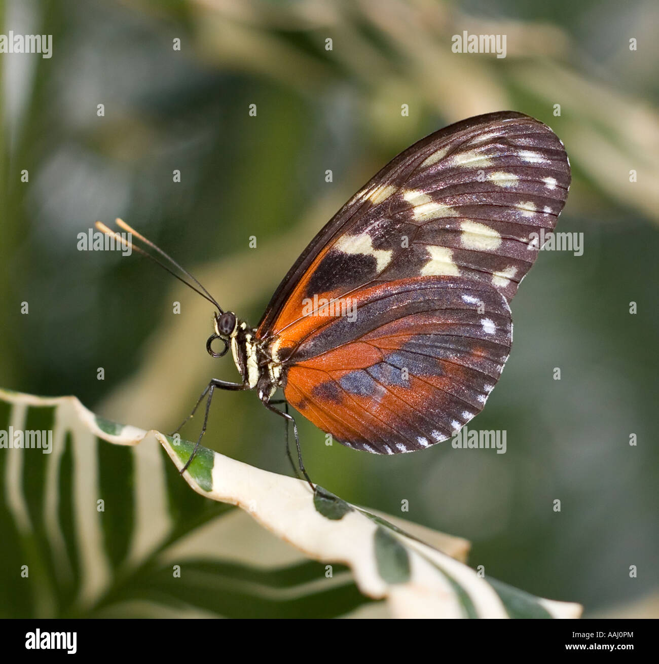 Tiger Longwing (heliconius ismenius) butterfly Stock Photo - Alamy
