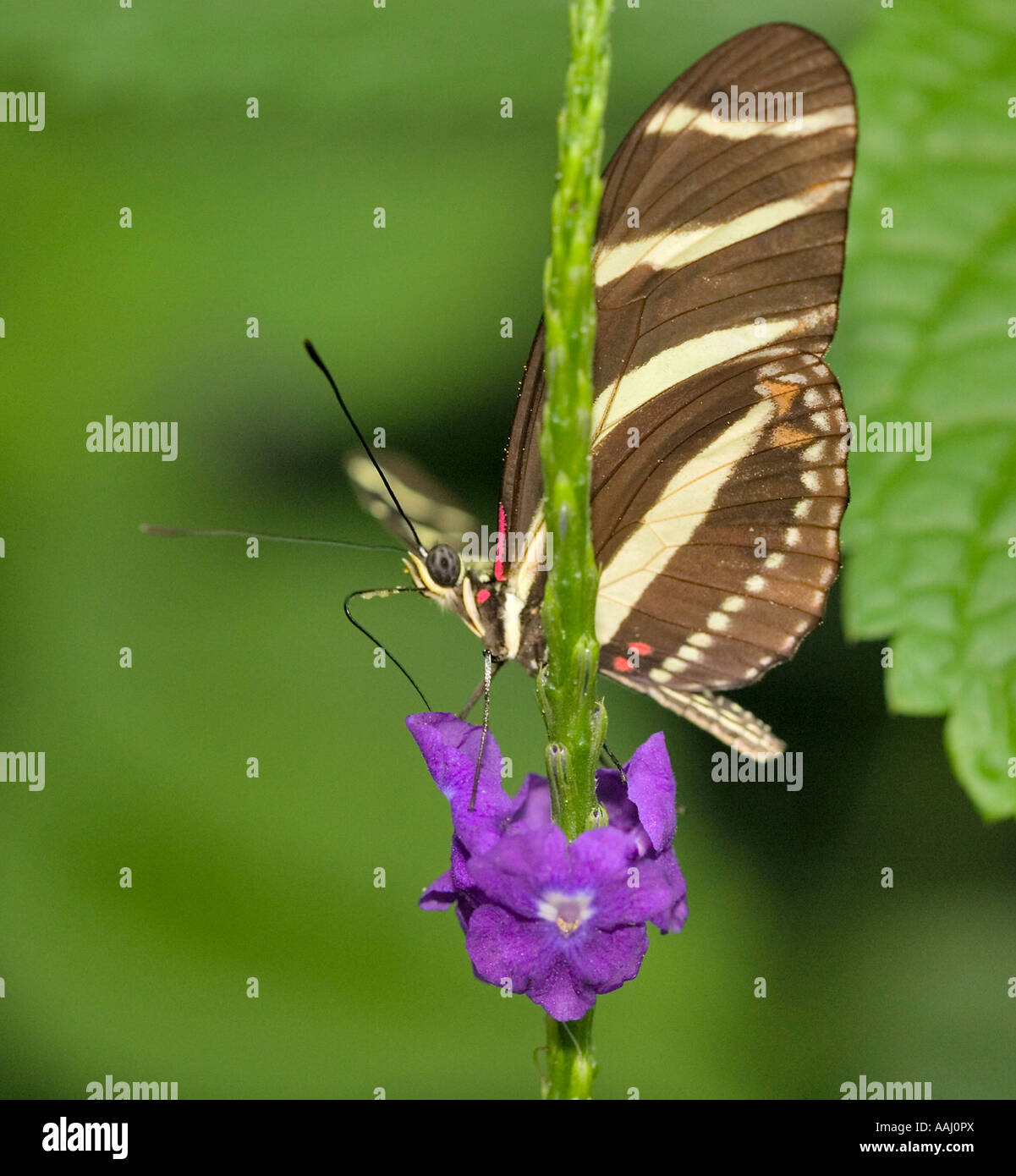 Zebra Longwing (heliconius charitonius) butterfly Stock Photo - Alamy