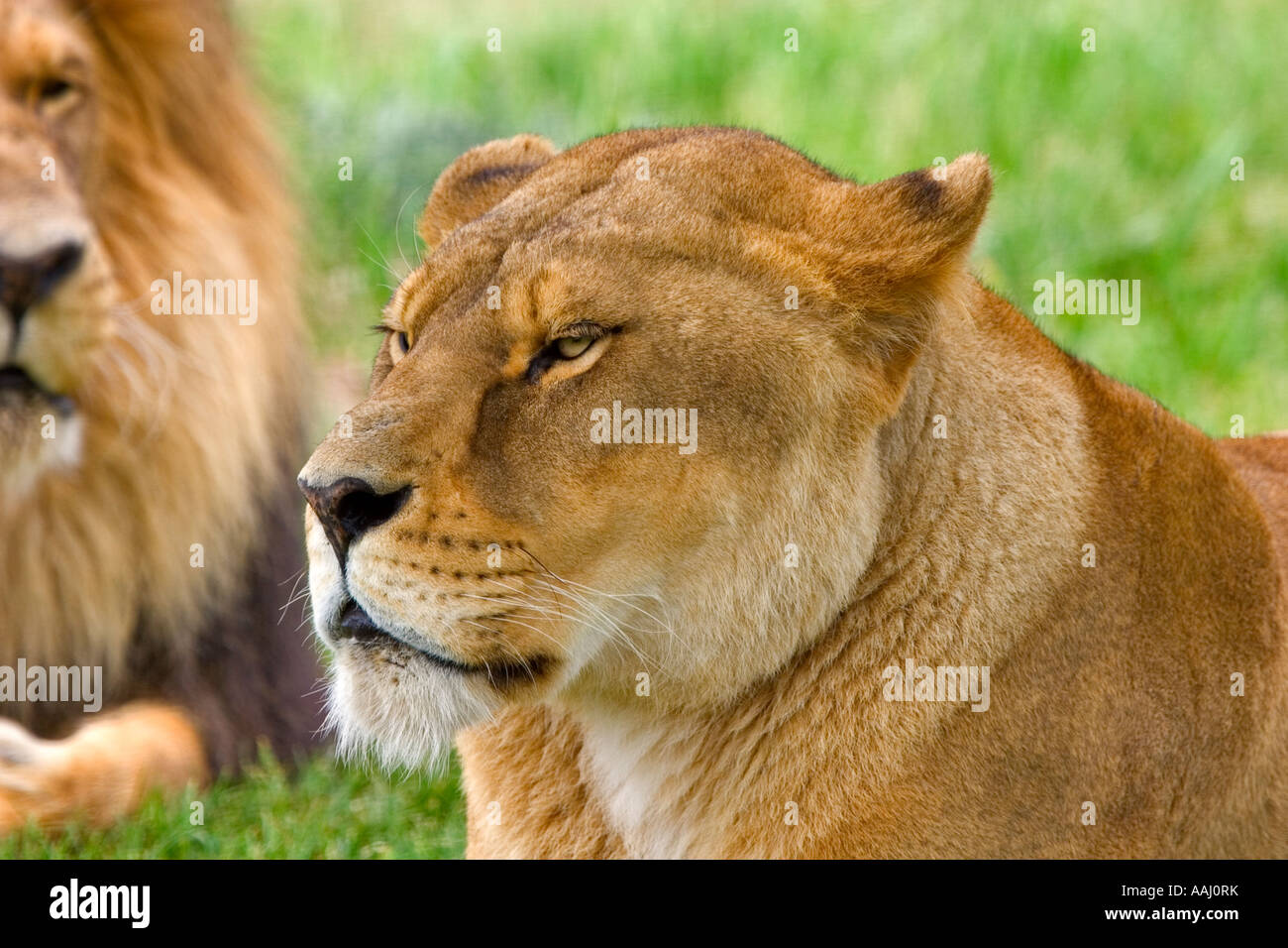Pensive lion hi-res stock photography and images - Alamy