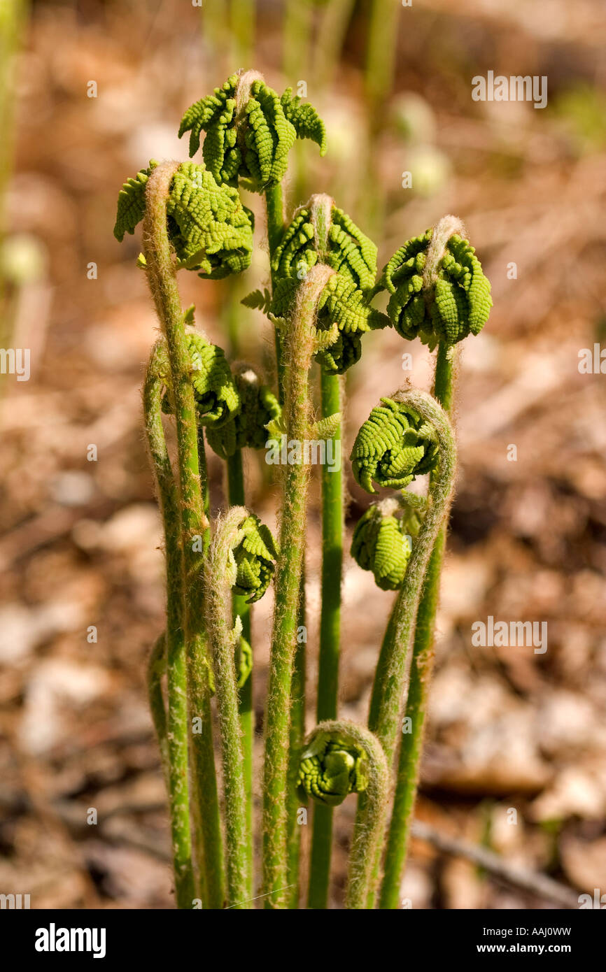 Unfolding hi-res stock photography and images - Alamy