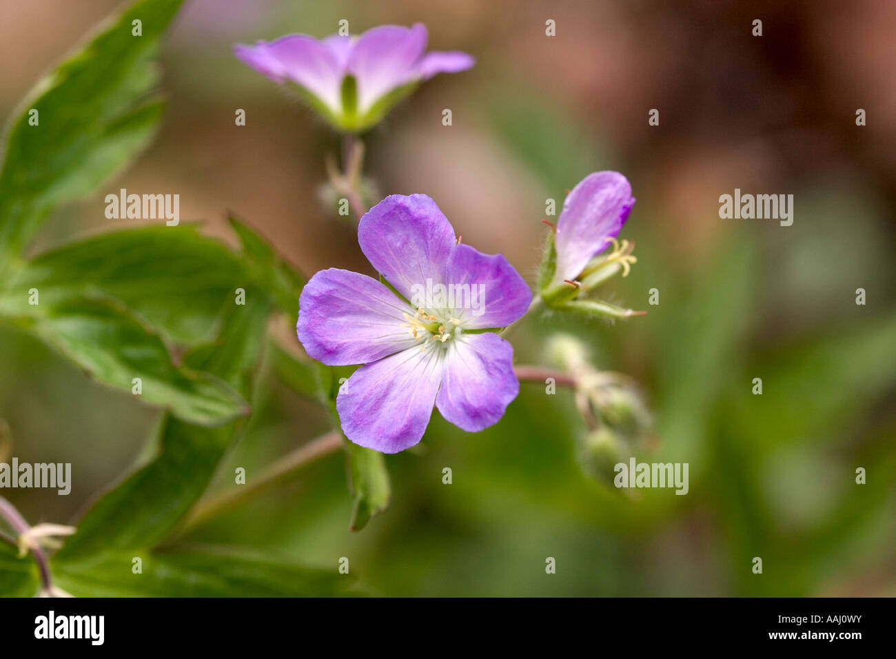 Wild Geranium (cranesbill Stock Photo - Alamy