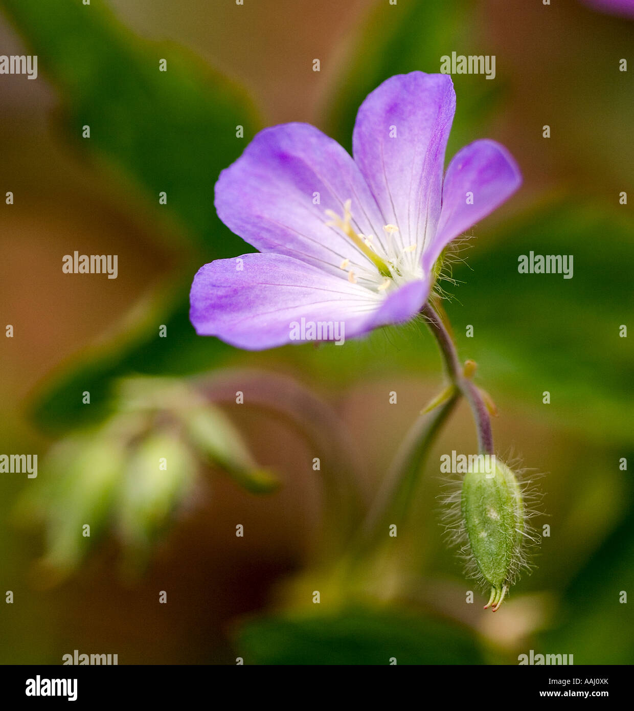 Wild Geranium (cranesbill Stock Photo - Alamy