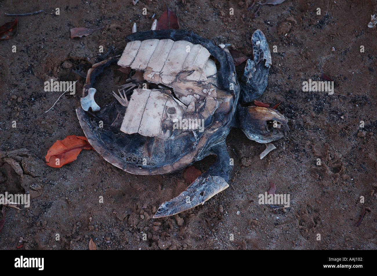 Dead Turtle On Beach