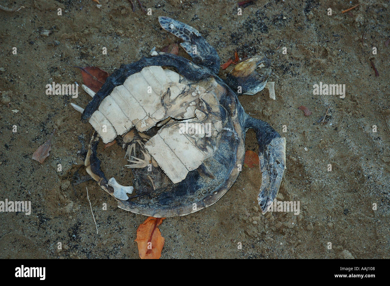 Dead turtle on beach tropical north Queensland Australia DSC 0775 Stock ...