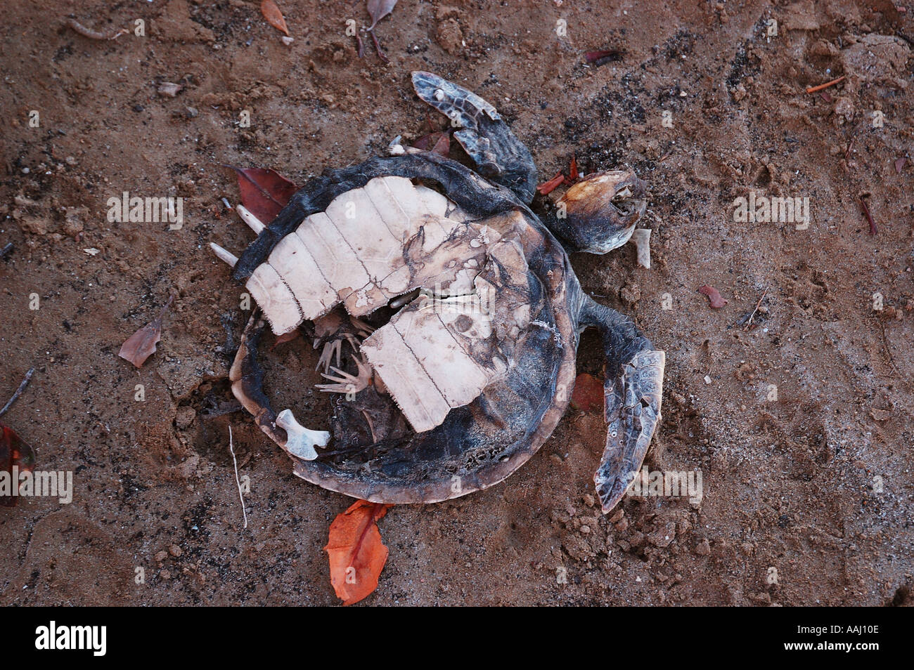 Dead turtle on beach tropical north Queensland Australia DSC 0777 Stock ...