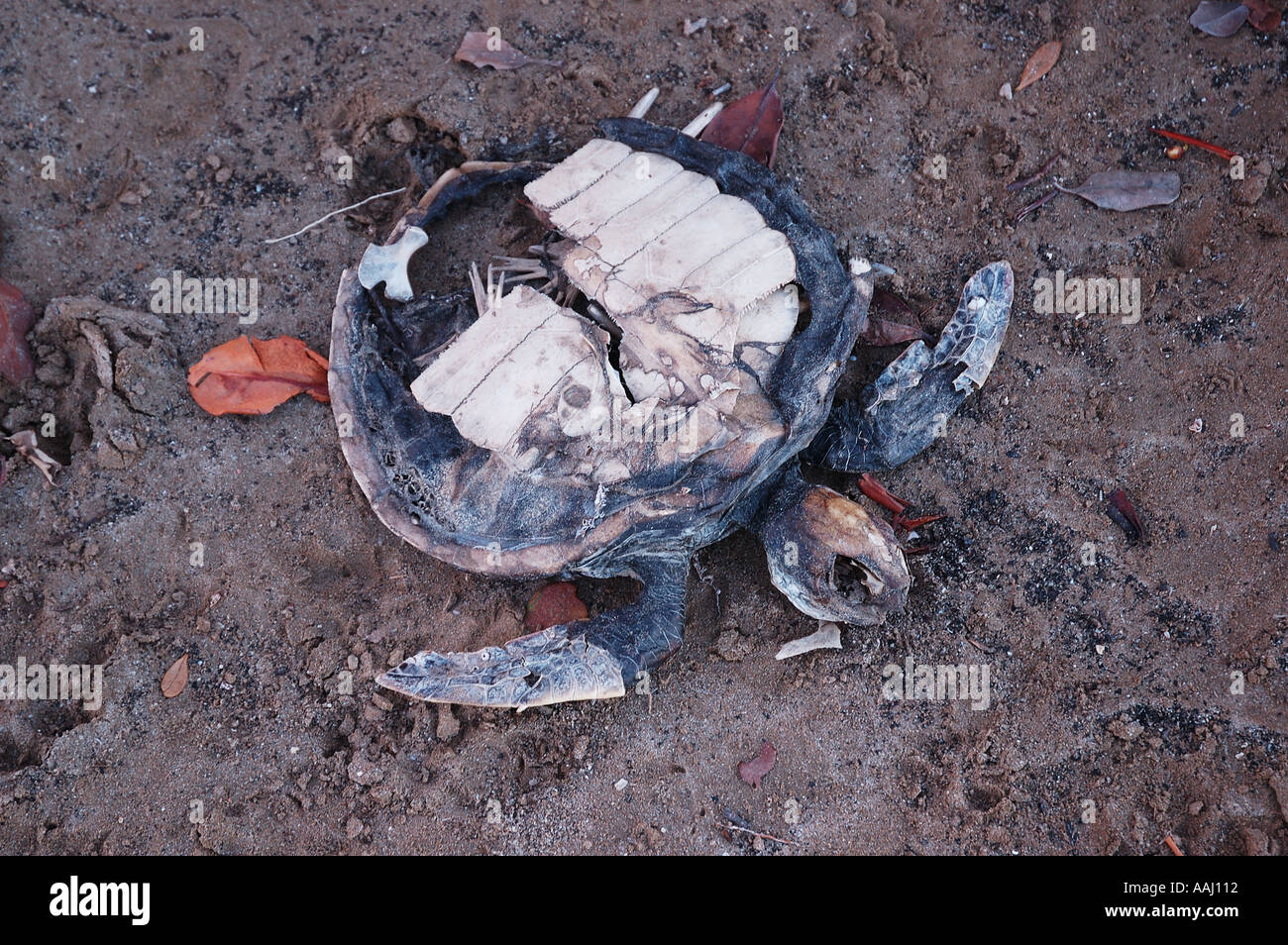 Dead turtle on beach tropical north Queensland Australia DSC 0779 Stock ...