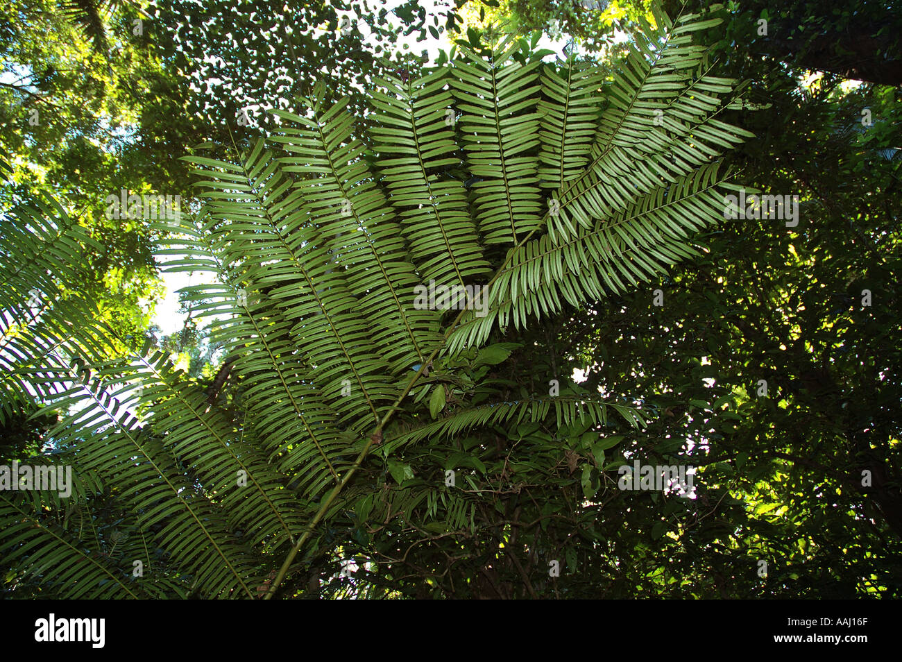 King Fern Angiopteris evecta actually a relic fern from the late ...